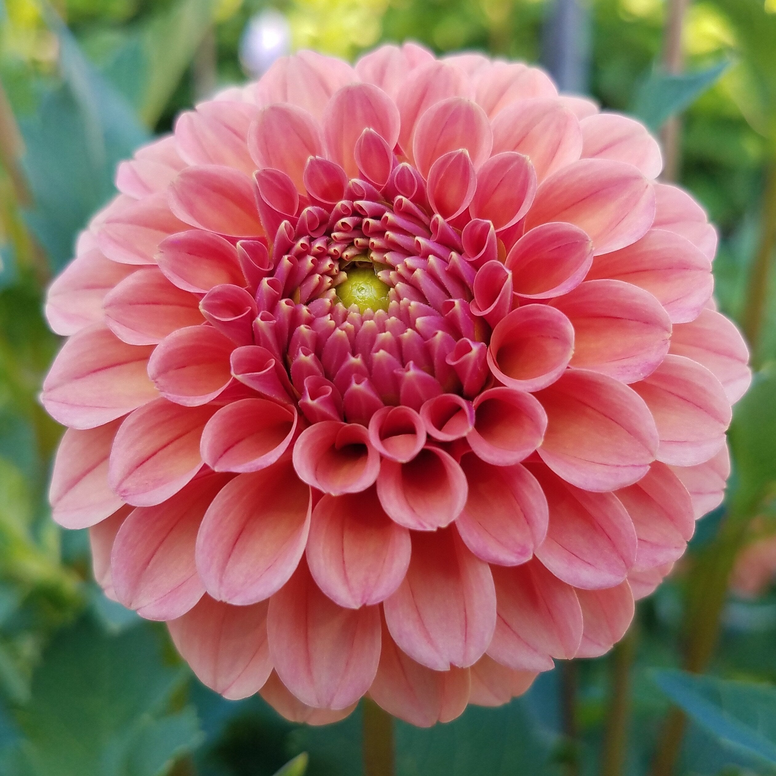 Rose Toscano | Crooked Barn Flower Farm