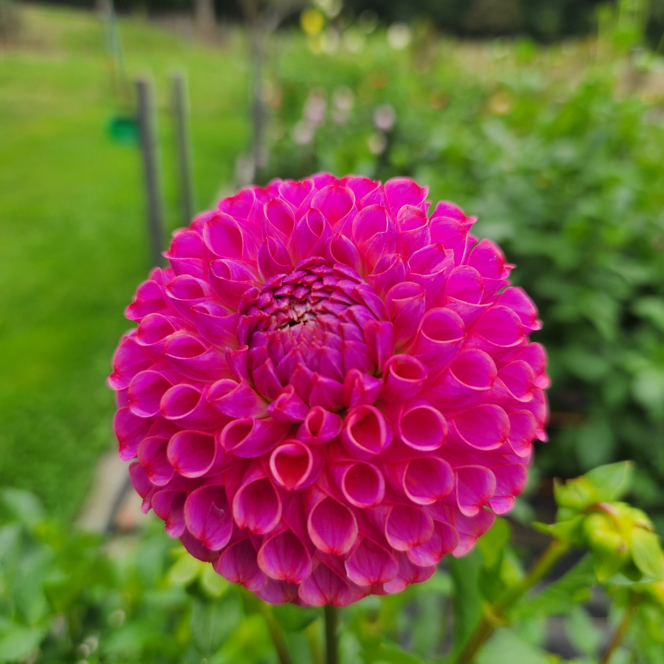 Isabel | Crooked Barn Flower Farm